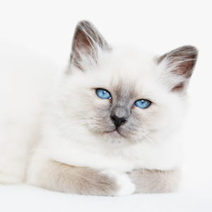 Om Kattras inom området Katt - Agria Djurförsäkring