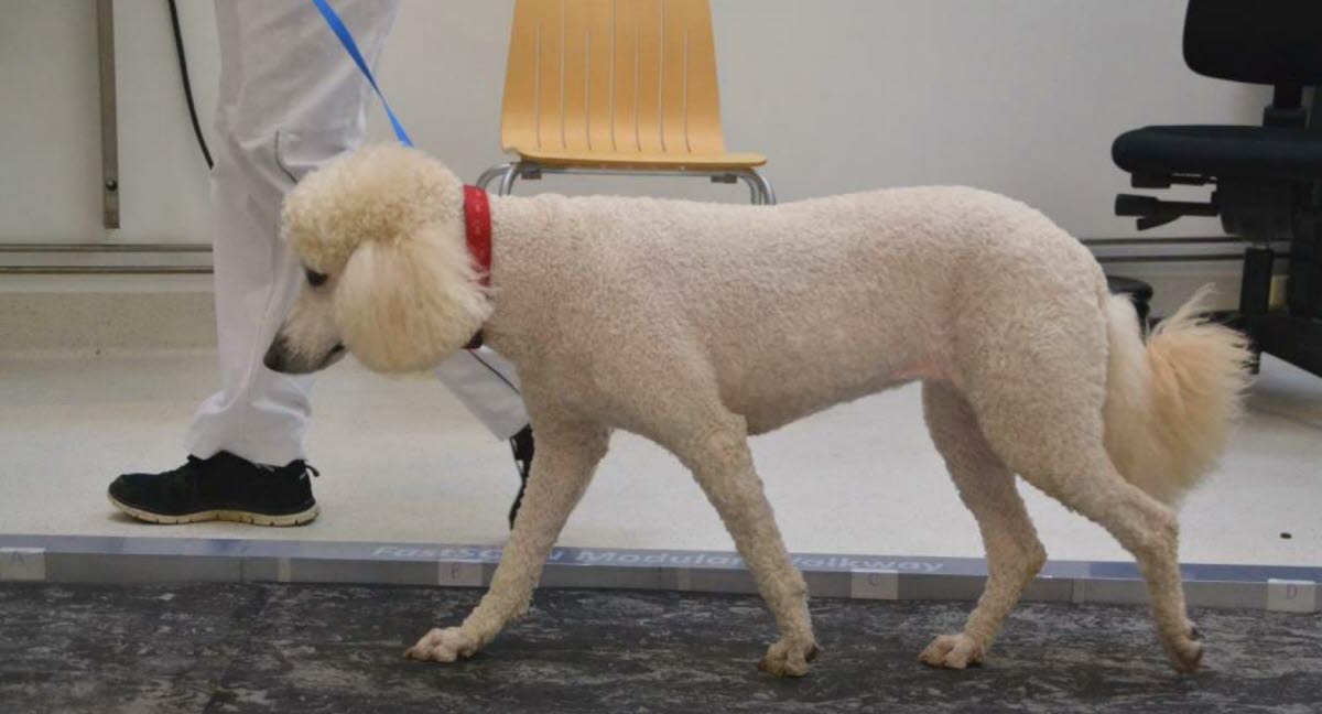 Forskning för hundar med artros - Agria Djurförsäkring