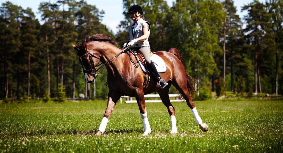 Så påverkar ryttarens signaler hästen - Agria Djurförsäkring