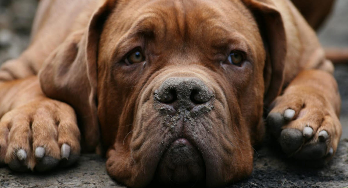 Snoppdropp – ett tecken på förhudskatarr - Agria Djurförsäkring