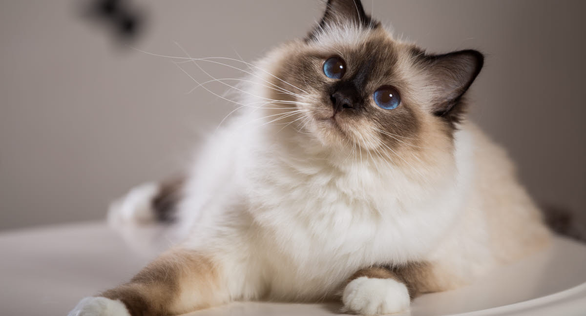 Helig Birma - Agria Djurförsäkring