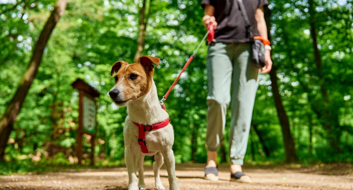 Koppelträning - hundar som drar i kopplet - Agria Djurförsäkring