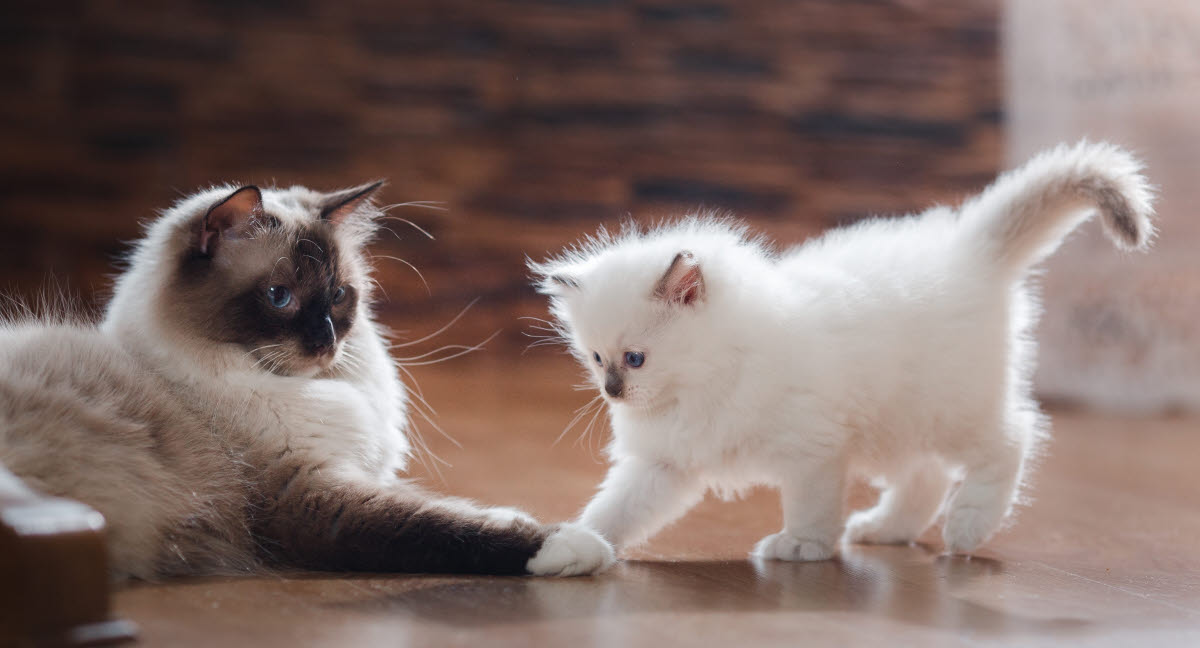 Ragdoll - en nyfiken och människokär kattras - Agria Djurförsäkring