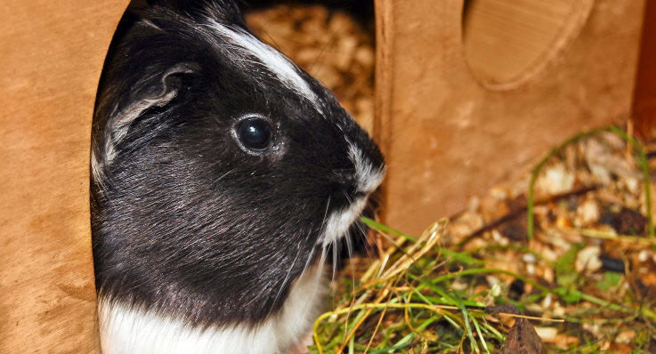 Utfodring av marsvin - Agria Djurförsäkring