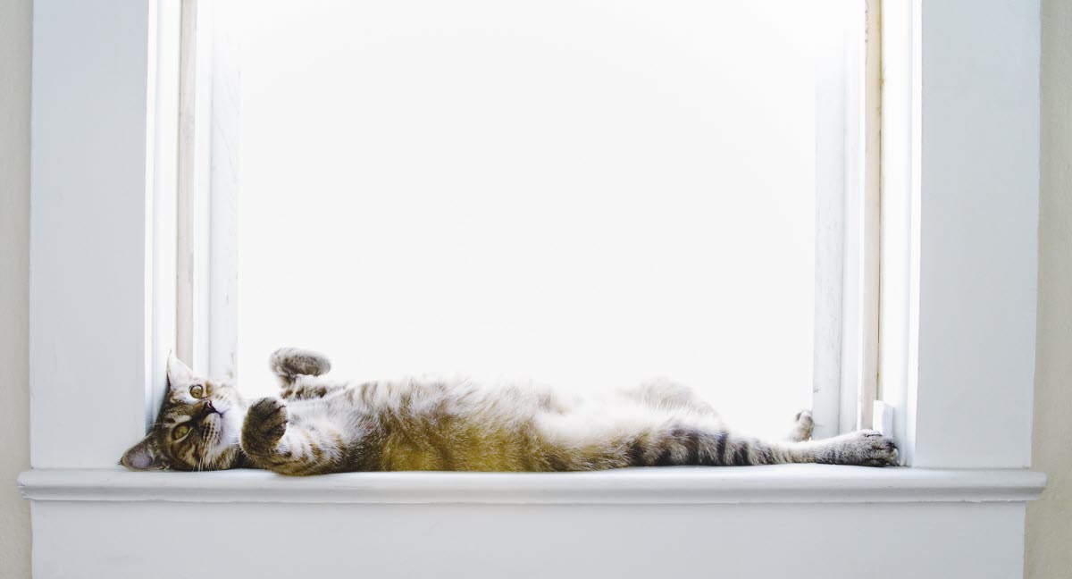 Varför rullar katten över på rygg? - Agria Djurförsäkring