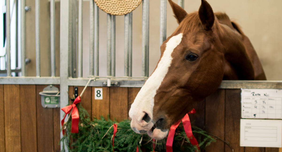 Så julpyntar du i stallet - Agria Djurförsäkring